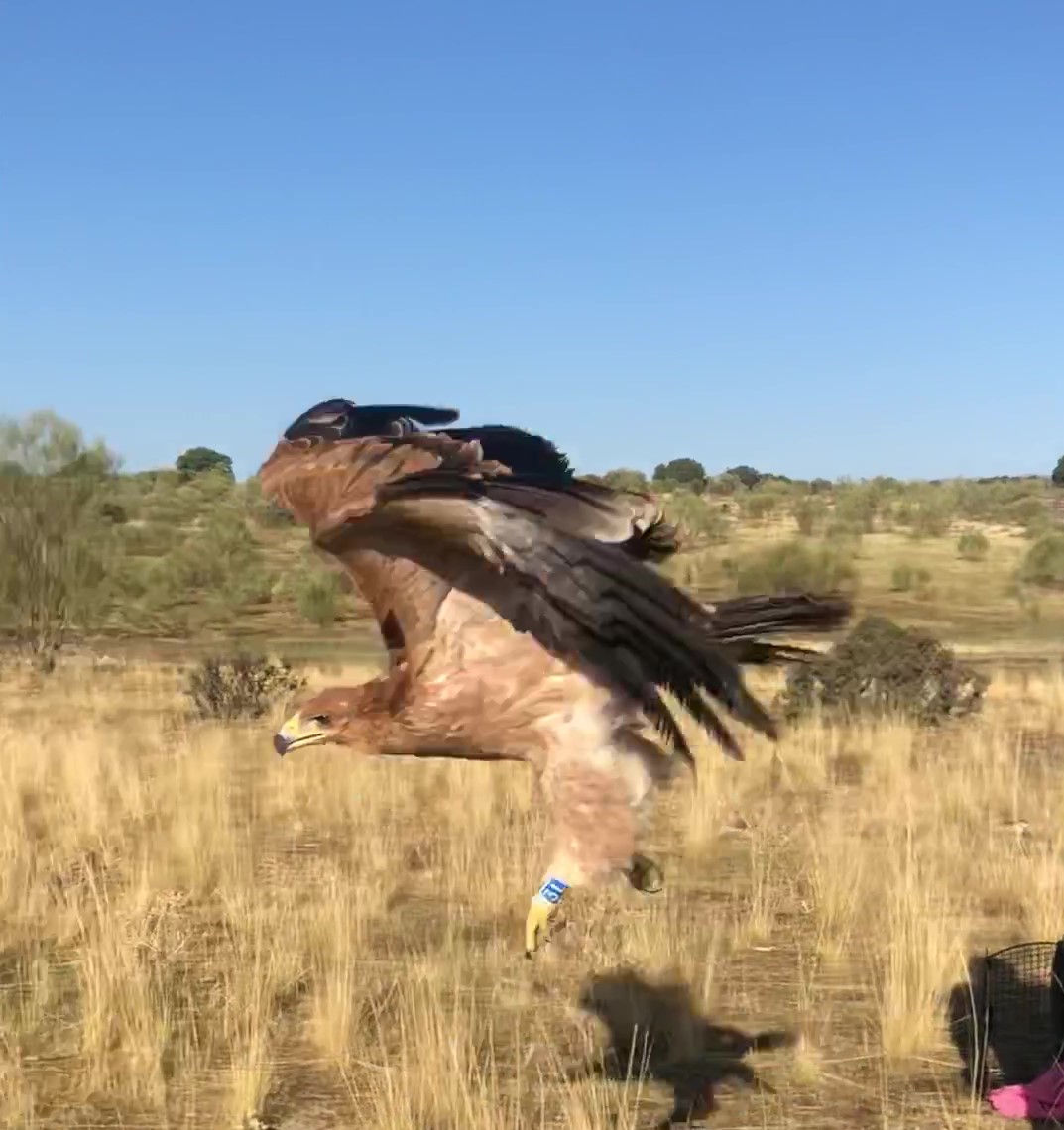 Aquila Clean Energy and GREFA join forces to protect the endangered ...